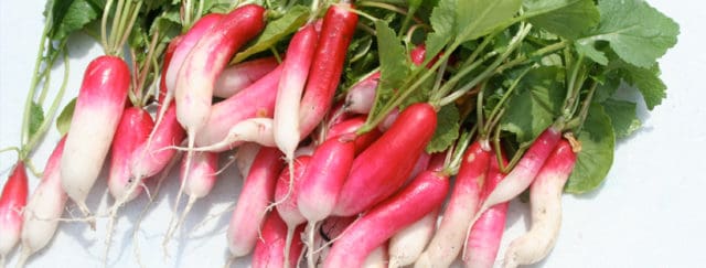 Rabanete | Conheça as Variedades, Benefícios e Muito Mais