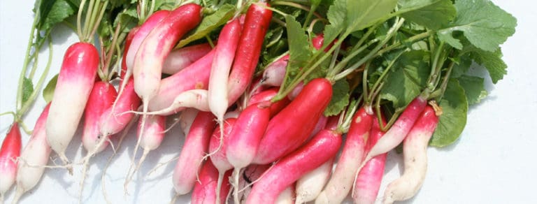 Rabanete | Conheça as Variedades, Benefícios e Muito Mais